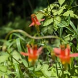 Sagehen Creek Loop, California - 852 Reviews, Map | AllTrails