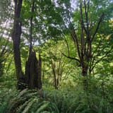 Japanese Gulch Loop Trail, Washington - 1,234 Reviews, Map | AllTrails