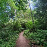 Japanese Gulch Loop Trail, Washington - 1,234 Reviews, Map | AllTrails