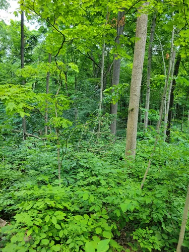 Best Hikes and Trails in Miami Whitewater Forest Park | AllTrails