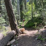 Bill Williams Mountain Trail, Arizona - 461 Reviews, Map | AllTrails