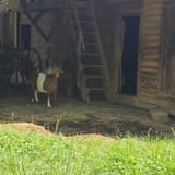 Jarrell Plantation State Historic Site Trail, Georgia - 8 Reviews, Map ...