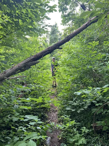 Melhores caminhadas e trilhas em G. Richard Thompson Wildlife ...