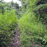 Mount 'Alava Trail, Tutuila, American Samoa - 33 Reviews, Map | AllTrails