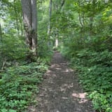 North Country Trail and Fife Lake Loop, Michigan - 316 Reviews, Map ...