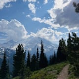 Silver Forest Trail, Washington - 382 Reviews, Map | AllTrails