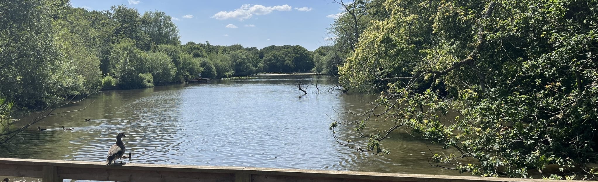 AllTrails | Connaught Water and Chingford Plain: 41 Reviews, Map ...