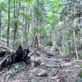 Calamity Brook Trail to Lake Colden, New York - 308 Reviews, Map ...