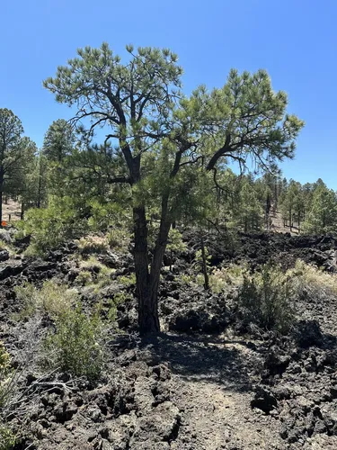 Best Hikes and Trails in Cinder Hills OHV Area | AllTrails