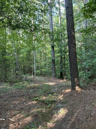 Best Forest Trails in Farmville | AllTrails