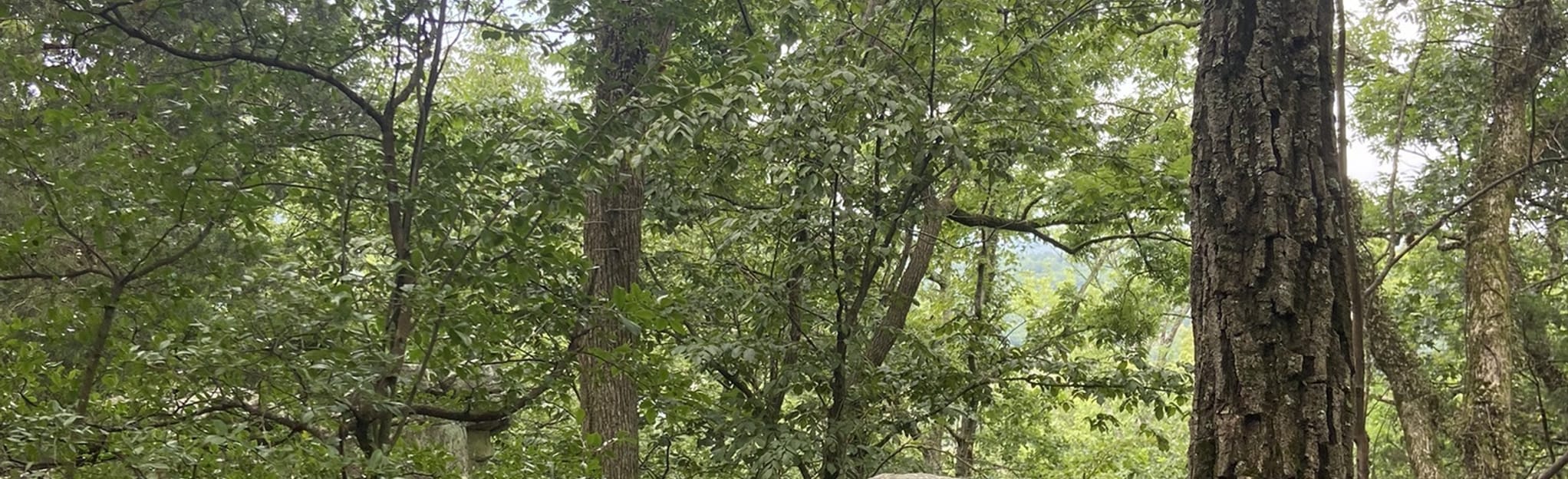 Rainbow Loop, Wild Trail and Jake's Trail, Alabama - 106 Reviews, Map ...