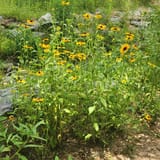 Struble Trail, Pennsylvania - 1,058 Reviews, Map | AllTrails