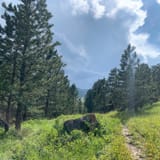 Tongue River Canyon, Wyoming - 560 Reviews, Map | AllTrails