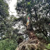 Mount Nuang via Janda Baik, Pahang, Malaysia - 104 Reviews, Map | AllTrails