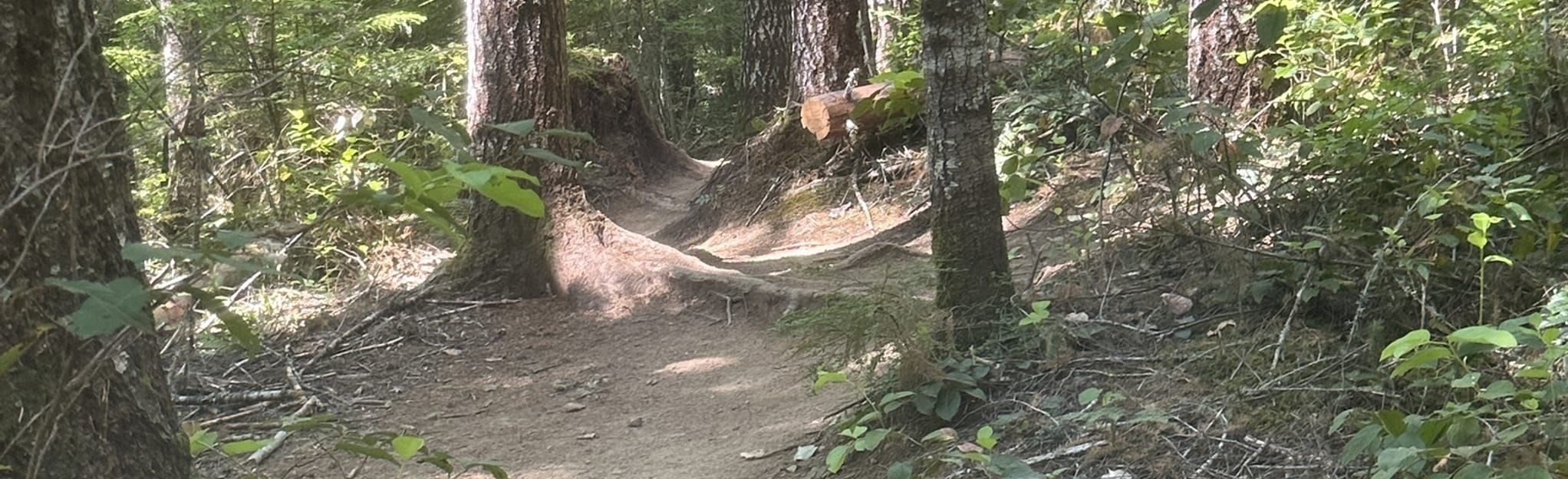 Alsea Falls Recreation Area Loop, Oregon - 29 Reviews, Map | AllTrails