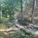 Batona Trail, New Jersey - 322 Reviews, Map | AllTrails
