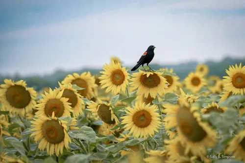 Best Hikes and Trails in Columbia Bottom State Conservation Area ...