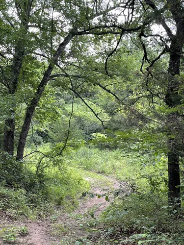 Best Hikes and Trails in Keystone Ancient Forest | AllTrails