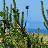 Long Beach Boardwalk and Discovery Trail Loop, Washington - 118 Reviews ...