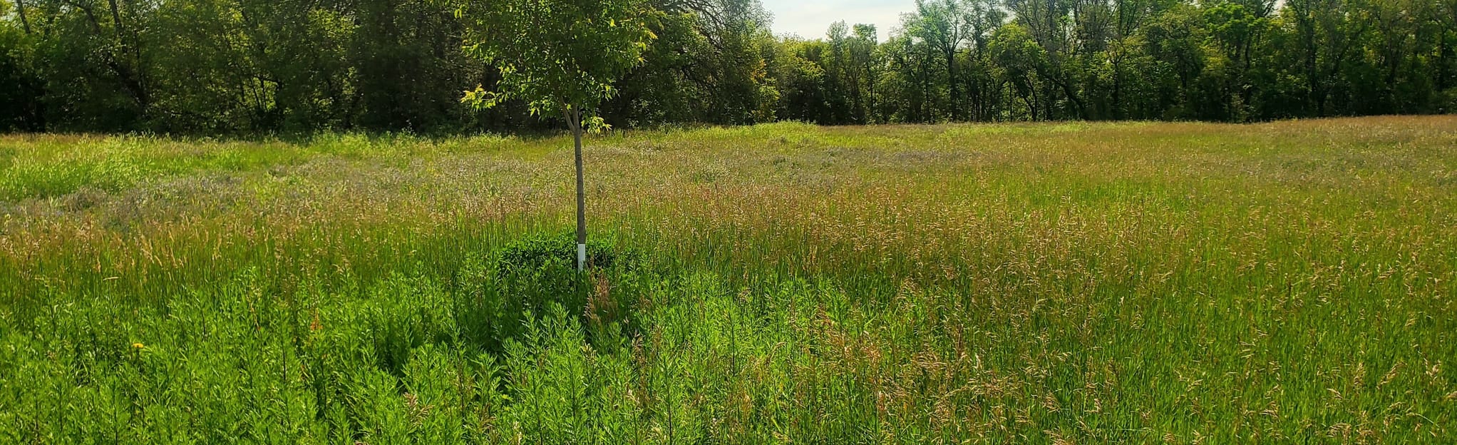 Maple Grove Park Loop, Manitoba, Canada - 52 Reviews, Map | AllTrails