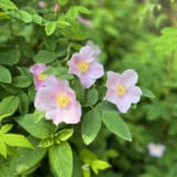 Cove Point Loop to Superior Hiking Trail Loop, Minnesota - 126 Reviews ...