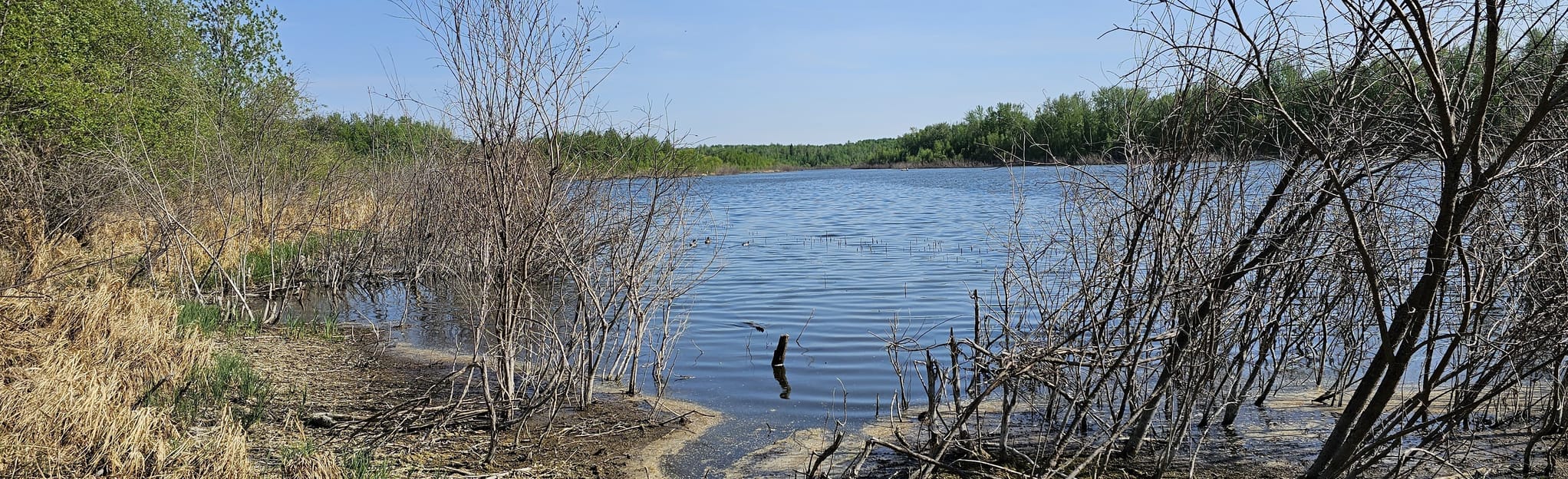 Muir Lake Paddle, Alberta, Canada - 4 Reviews, Map | AllTrails