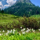 Tipsoo Lake Loop, Washington - 334 Reviews, Map | AllTrails