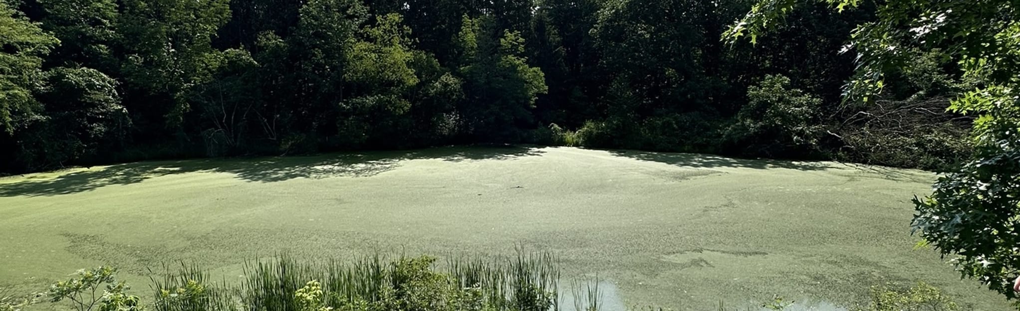 AllTrails | F.A. Seiberling Nature Realm Loop: 228 Reviews, Map - Ohio