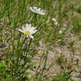 Officers Gulch, Colorado - 643 Reviews, Map | AllTrails