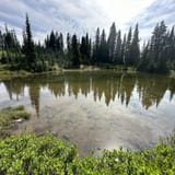Tipsoo Lake Loop, Washington - 334 Reviews, Map | AllTrails