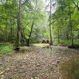 Patton Cave Loop Via Grubb Ridge, Indiana - 273 Reviews, Map | AllTrails