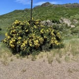 Elk Run Trail, Colorado - 65 Reviews, Map | AllTrails