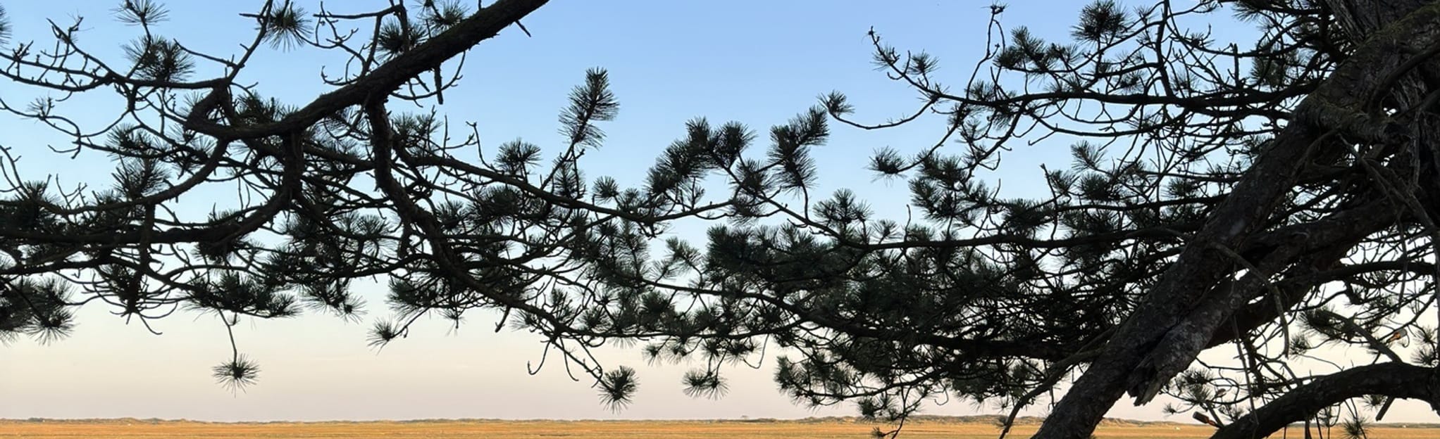 Ho Klitplantage - Rødingtoft Sande, 13 Photos - Danemark-du-Sud ...