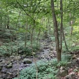 Jones Run Falls Trail, Virginia - 766 Reviews, Map | AllTrails