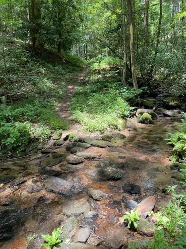 Best Hikes and Trails in Rendezvous Mountain State Forest | AllTrails