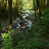 Willapa Hills Trail, Washington - 334 Reviews, Map | AllTrails