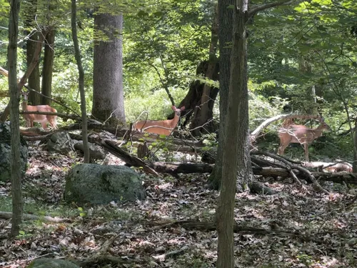 Best Hikes and Trails in Haley Farm State Park | AllTrails