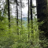 Wilson River Trail, Oregon - 26 Reviews, Map | AllTrails