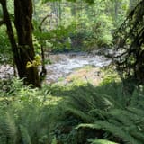 Wilson River Trail, Oregon - 26 Reviews, Map | AllTrails