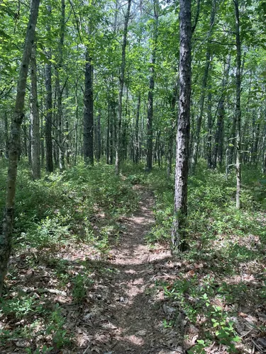 Best Hikes and Trails in Belleplain State Forest | AllTrails