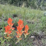 Rainbow Trail, Colorado - 58 Reviews, Map | AllTrails