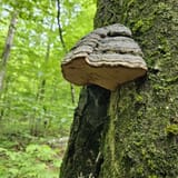 Mount Cube via the Appalachian Trail, New Hampshire - 526 Reviews, Map ...