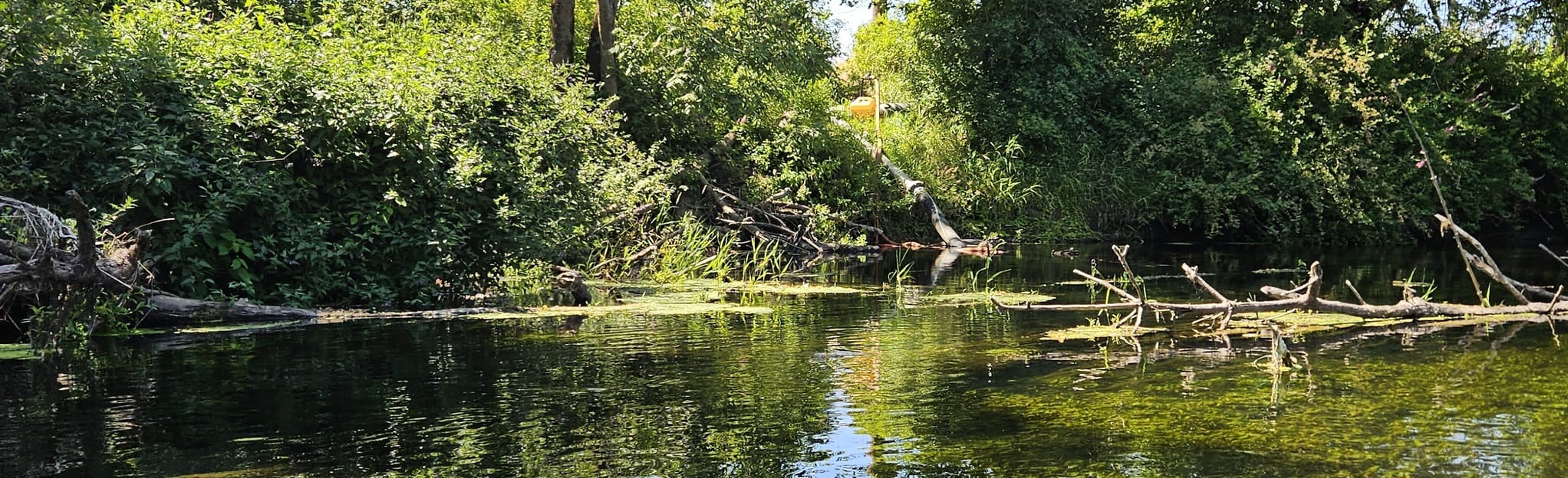 Lower Black and Chehalis Rivers Paddle Trail: 2 Reviews, Map ...