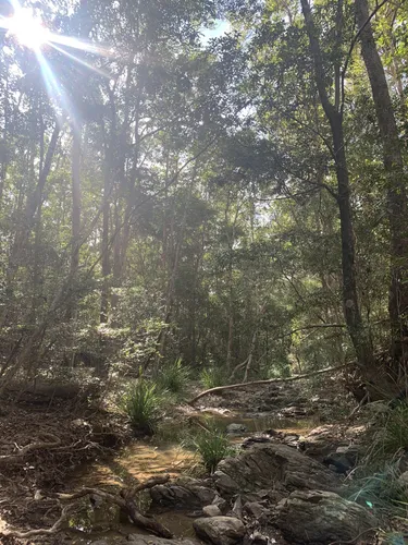 10 Best Hikes and Trails in Nerang National Park | AllTrails