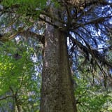 Queets River Trail, Washington - 33 Reviews, Map | AllTrails