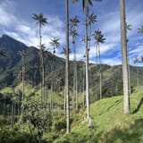 Cocora Valley Loop, Quindío, Colombia - 195 Reviews, Map | AllTrails