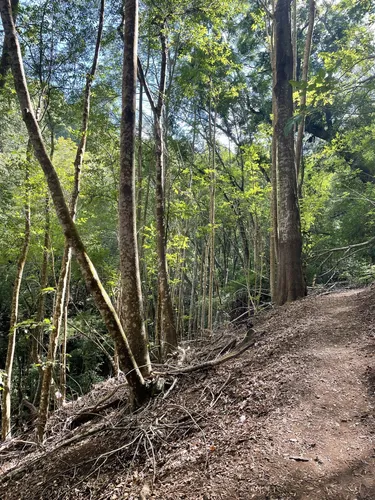 Best Hikes and Trails in Waihou Spring Forest Reserve | AllTrails