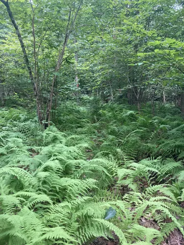 Best Hikes and Trails in Quaddick State Park | AllTrails