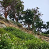 Larry Scott Trail, Washington - 377 Reviews, Map | AllTrails