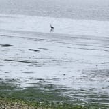 Larry Scott Trail, Washington - 377 Reviews, Map | AllTrails